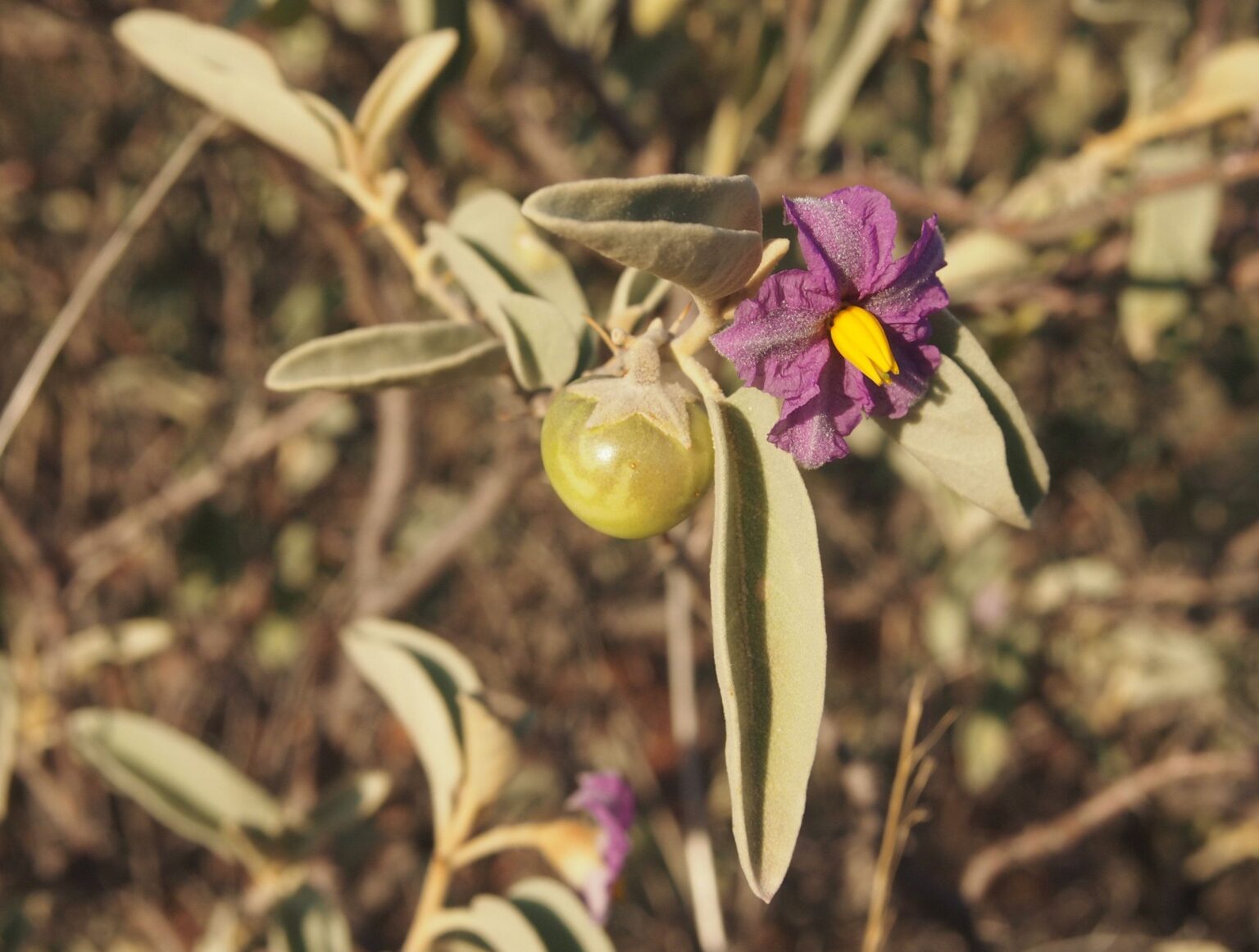 Discovering the Fascinating World of Bush Tomato: A Culinary Journey ...