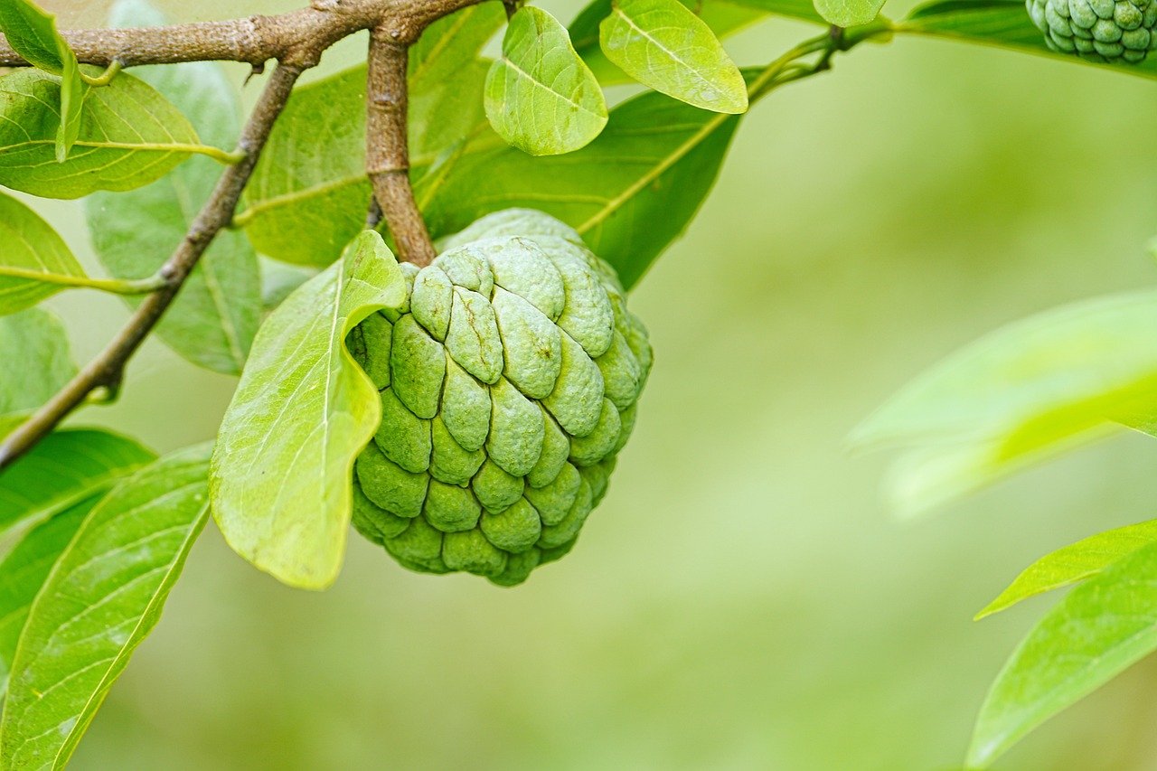 The Nutritional Power of Sugar-Apples: A Comprehensive Guide - Food ...