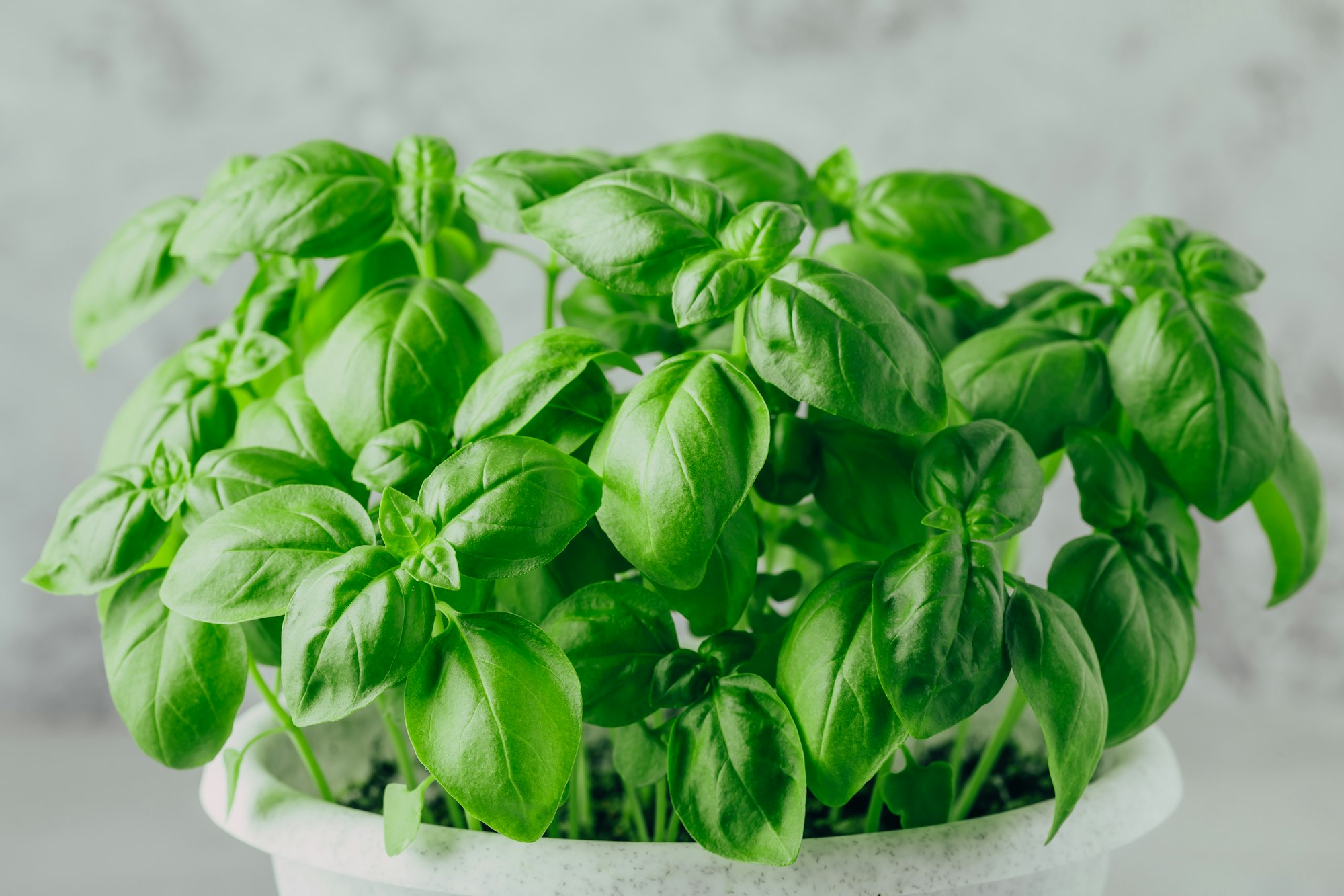 12 Surprising Facts About Basil You Need To Know
