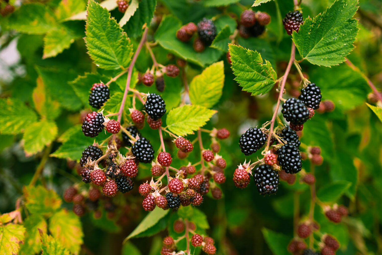 8 Fascinating Facts About Bramble - Food Facts Hub