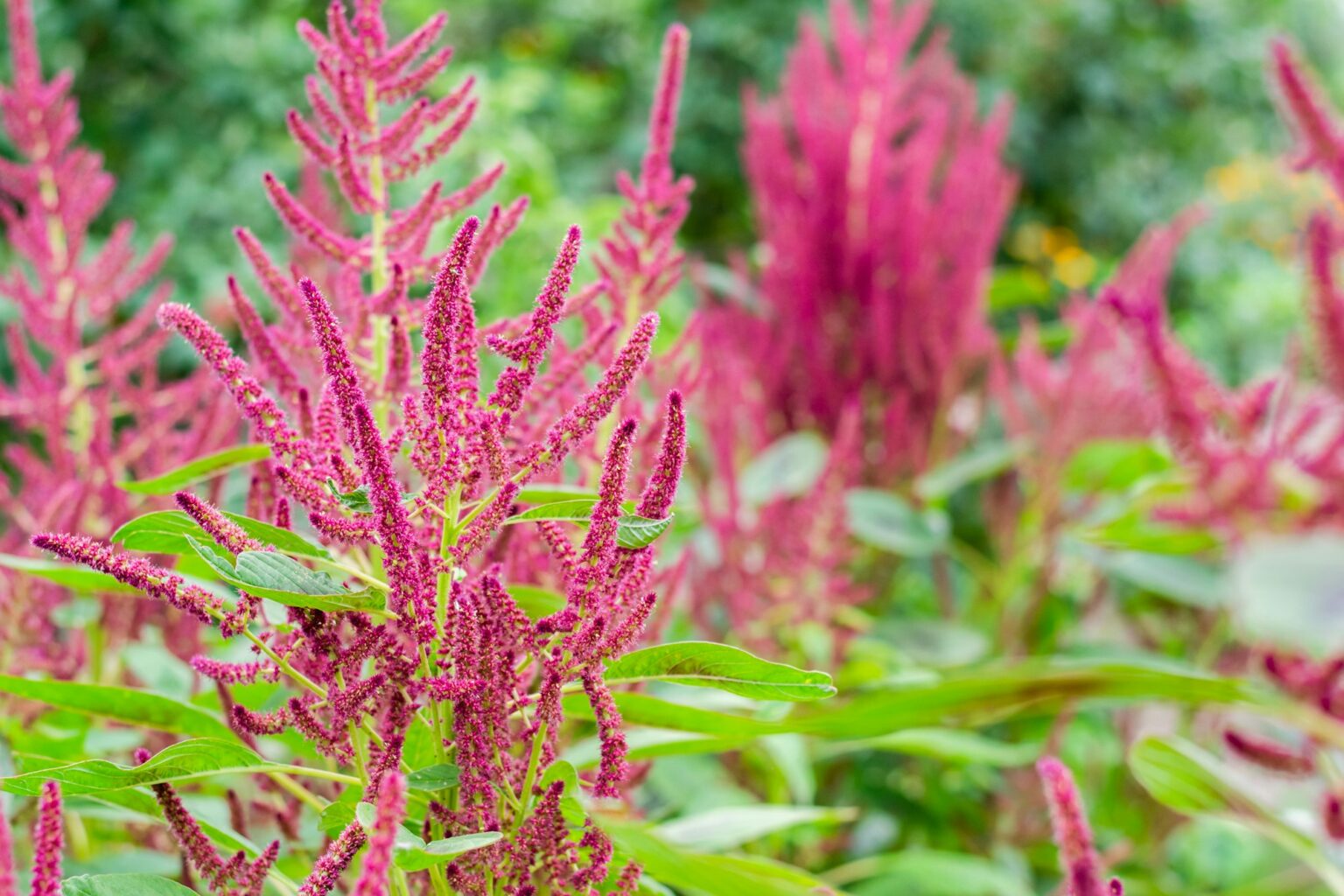 20 Surprising Facts About Amaranth: Nature's Nutritional Powerhouse