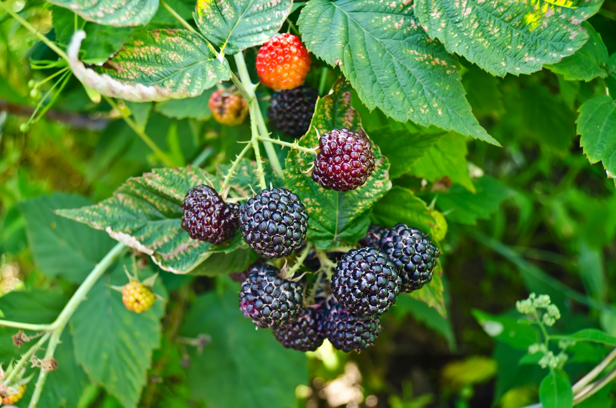 8 Fascinating Facts About Bramble - Food Facts Hub