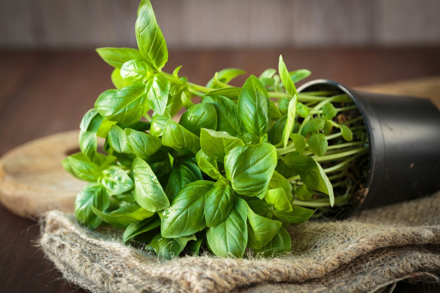 12 Surprising Facts About Basil You Need to Know