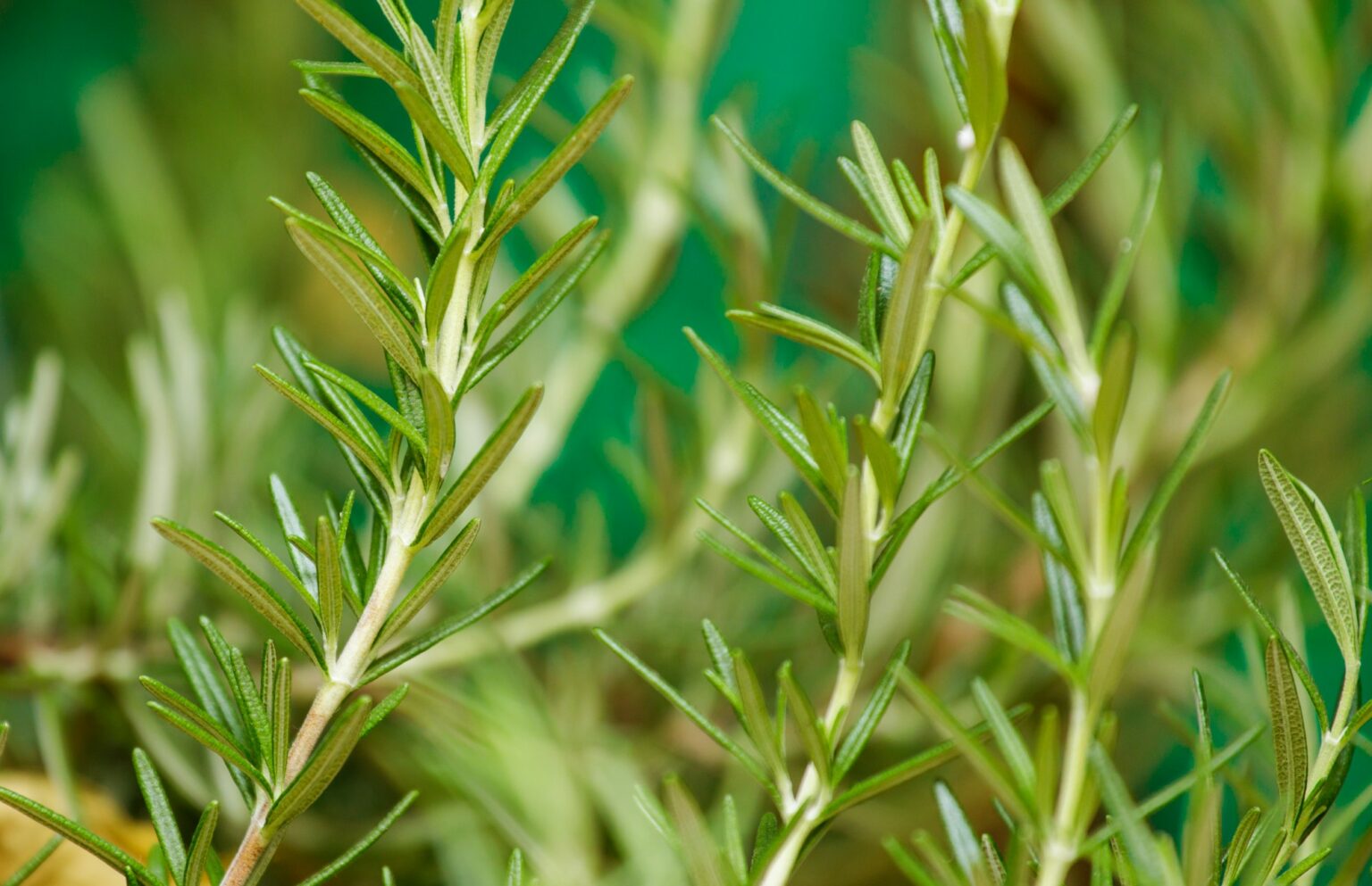 15 Surprising Facts About Rosemary: Nature's Wonder Herb