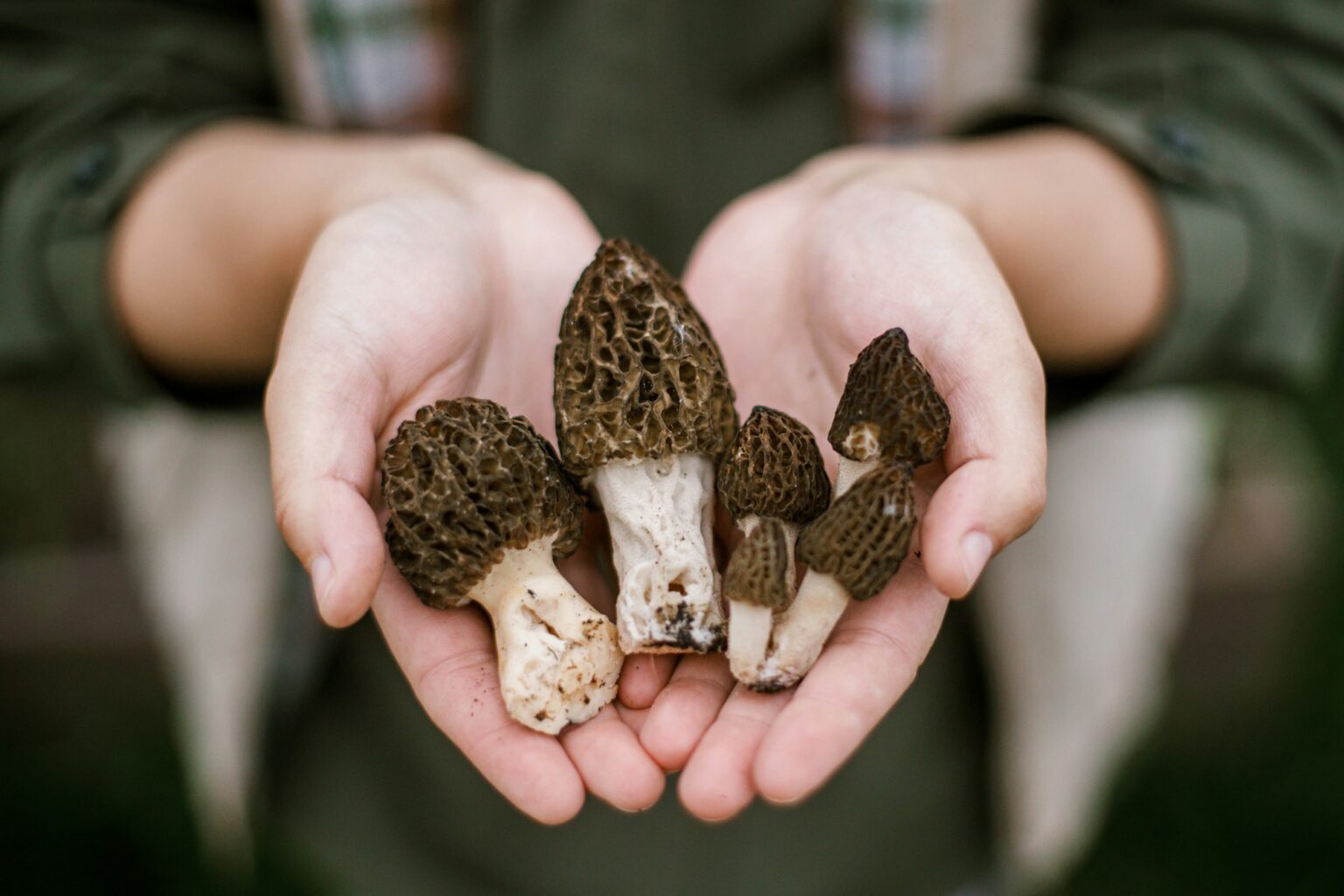 Fascinating Facts About Morel Mushrooms: Nature's Delicacy