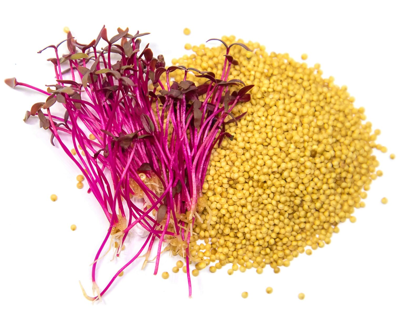 20 Surprising Facts About Amaranth: Nature's Nutritional Powerhouse