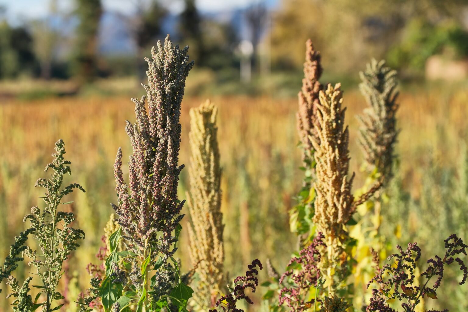 15 Surprising Facts About Quinoa: The Ancient Superfood